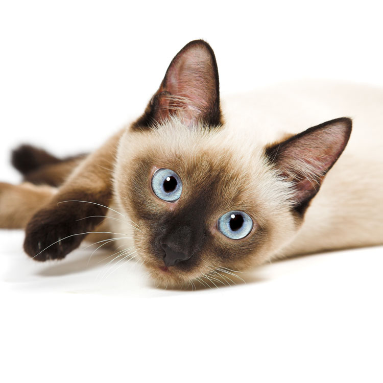 Unsere Katzen - Café Cat - Katzencafé in Jever