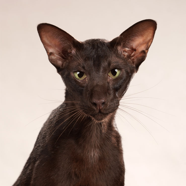 Unsere Katzen - Café Cat - Katzencafé in Jever